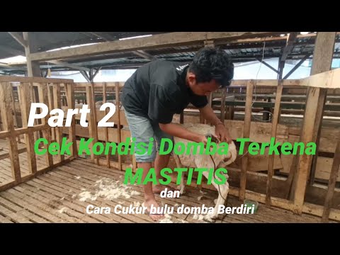 Cek Mastitis Parah Pada domba Part 2 ( Cara Membasmi Parasit)