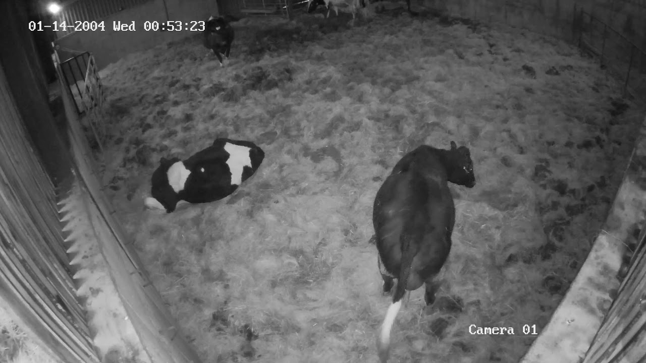 Cow Calving On CowCam.ie Night Vision CCTV - YouTube