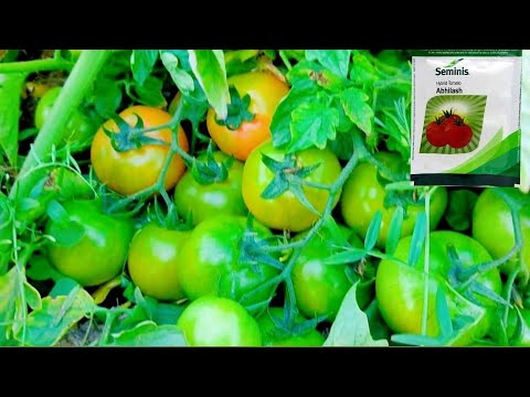 Seminis Abhilash टमाटर की सम्पूर्ण जानकारी // Hybrid Tomato Seed - YouTube