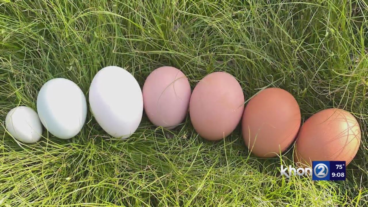 High mainland egg prices place demand on Hawaii farms - YouTube