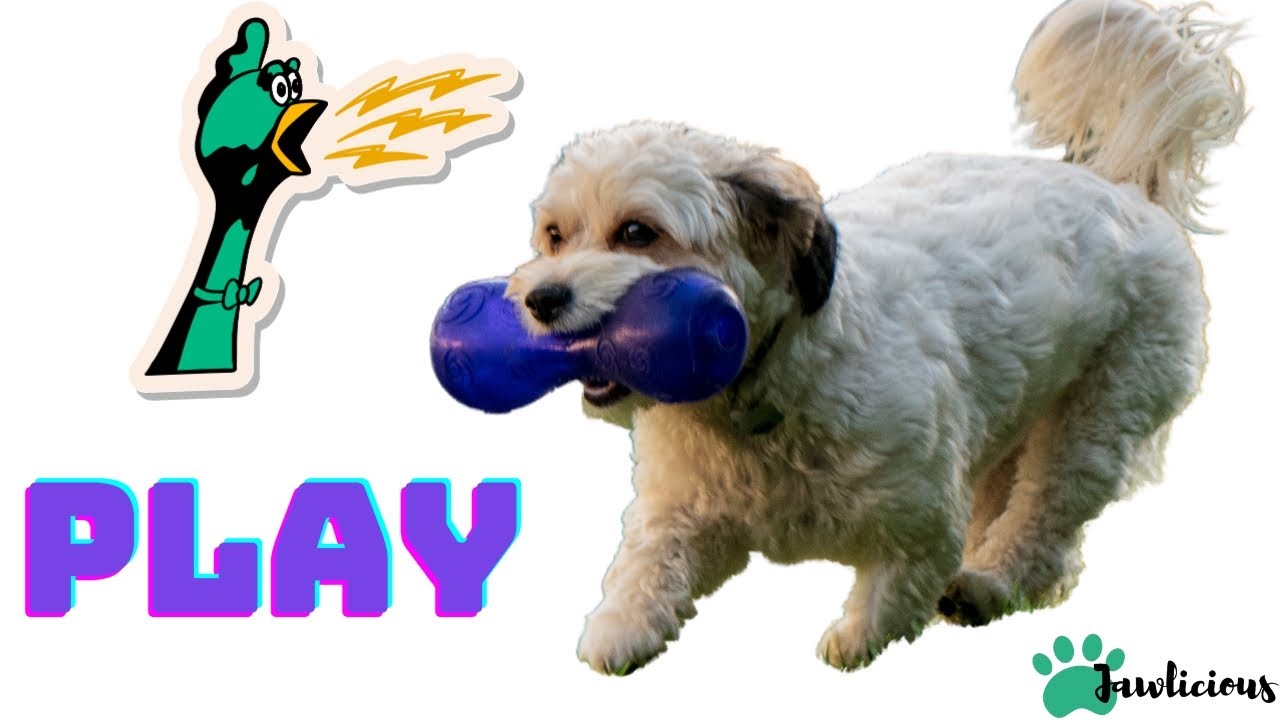 Squeaky Toy sounds for dogs || Best Sounds To keep your Dog relax - YouTube