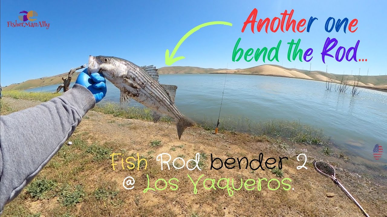 Striped Bass are super active. Here's WHERE. Rod Bender 2. - YouTube