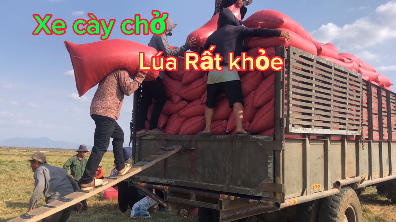 Xe cày chở lúa rất khỏe /: - YouTube