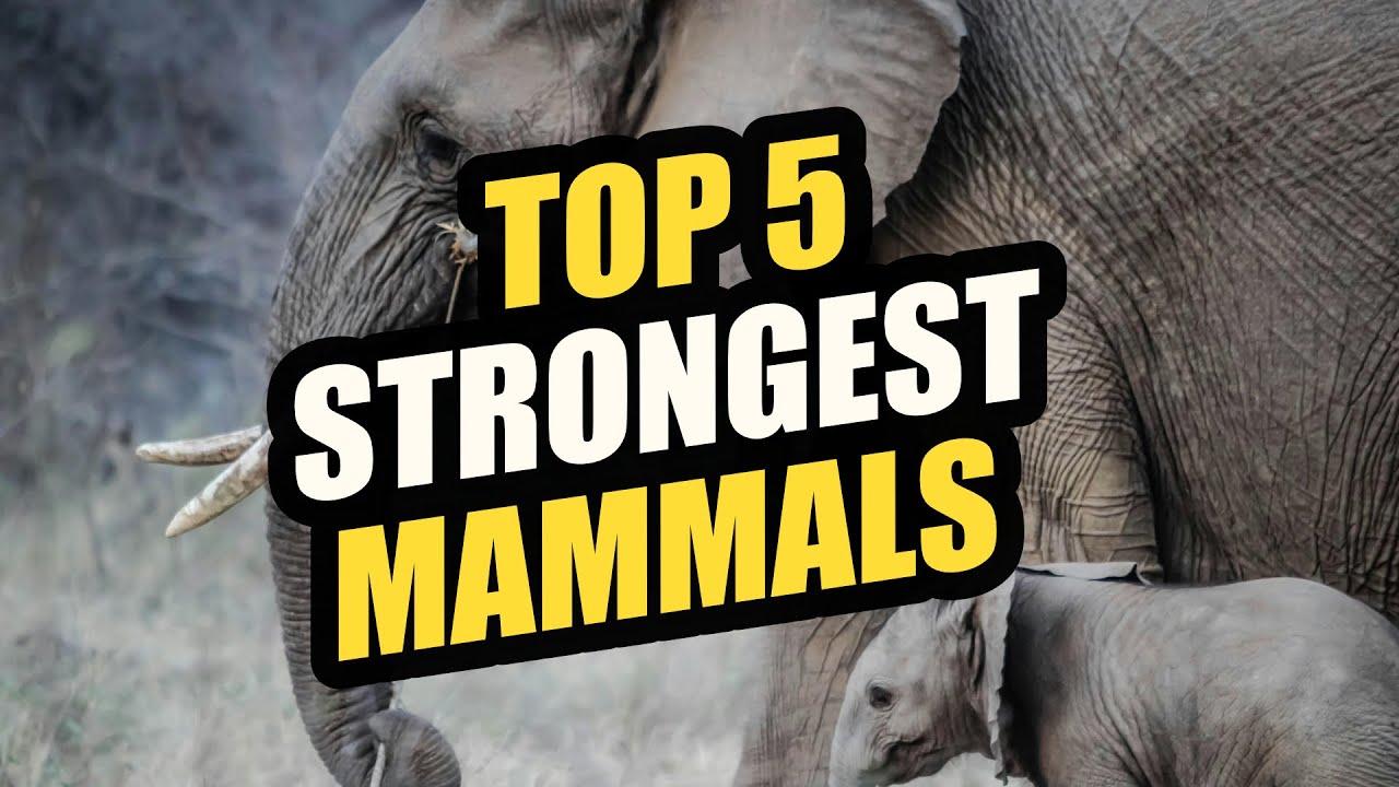 Top 5 Strongest Mammals: Nature's Powerhouses - YouTube