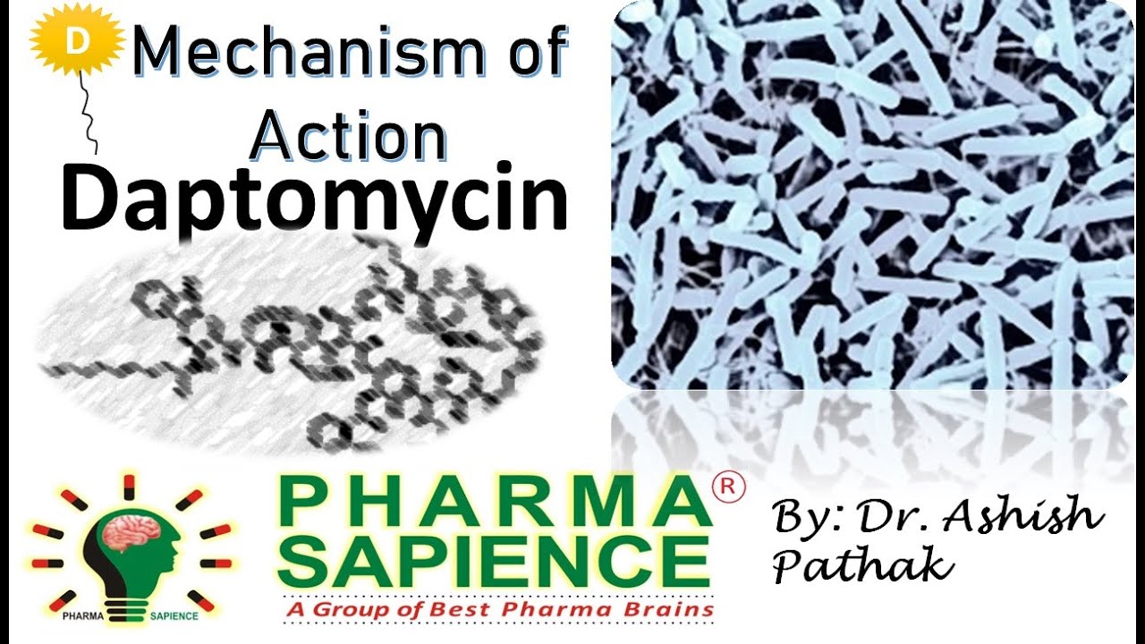 Mechanism of action Daptomycin - YouTube