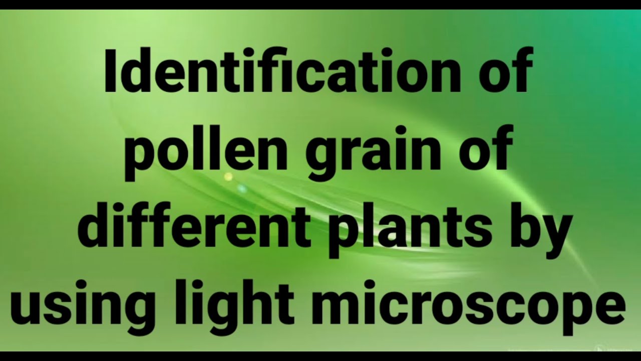 Identification of pollen grain of different plants by using light ...