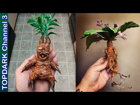 La Mandrágora: Propiedades Medicinales Y Usos Tradicionales | Botoxina