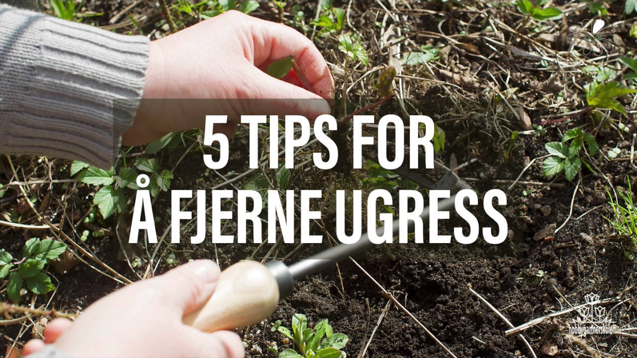 Hvordan bli kvitt ugress - YouTube