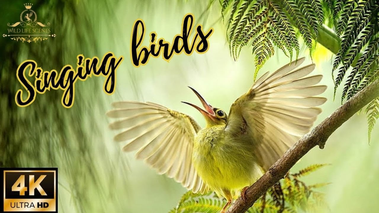 Singing Birds | Colorful birds sing | 4k - YouTube