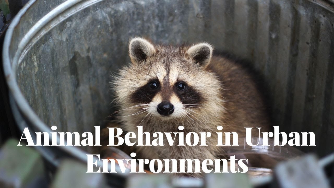 Understanding Animal Behavior in Urban Environments | Exploring ...