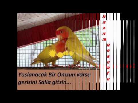 yanlız beni sev kuzum