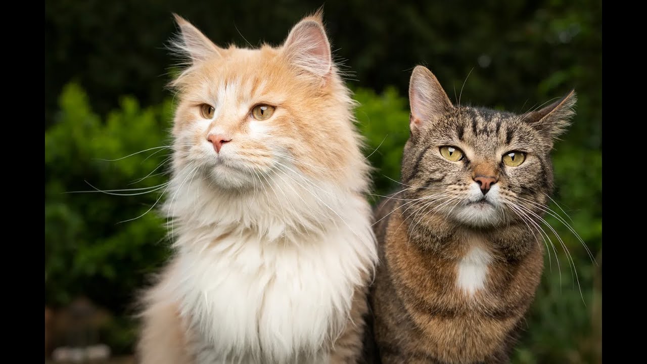 The Purrfect Partnership Cats and Humans Through History - YouTube
