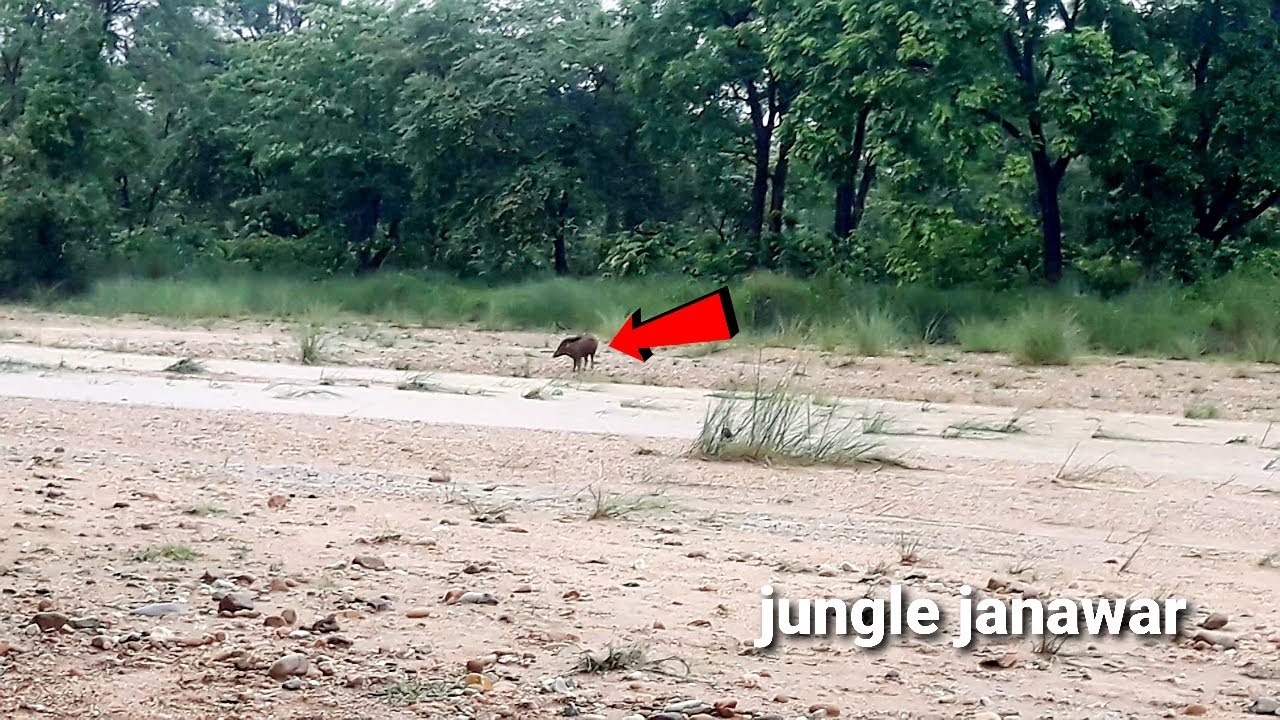 Jungle suwar ka video, pig farm in nepal - YouTube