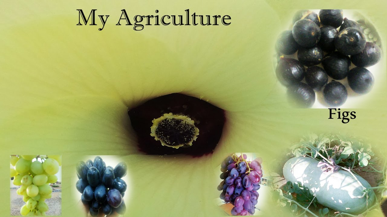 Growing My Own Food Vegetables & Fruits A Journey into Agriculture ...