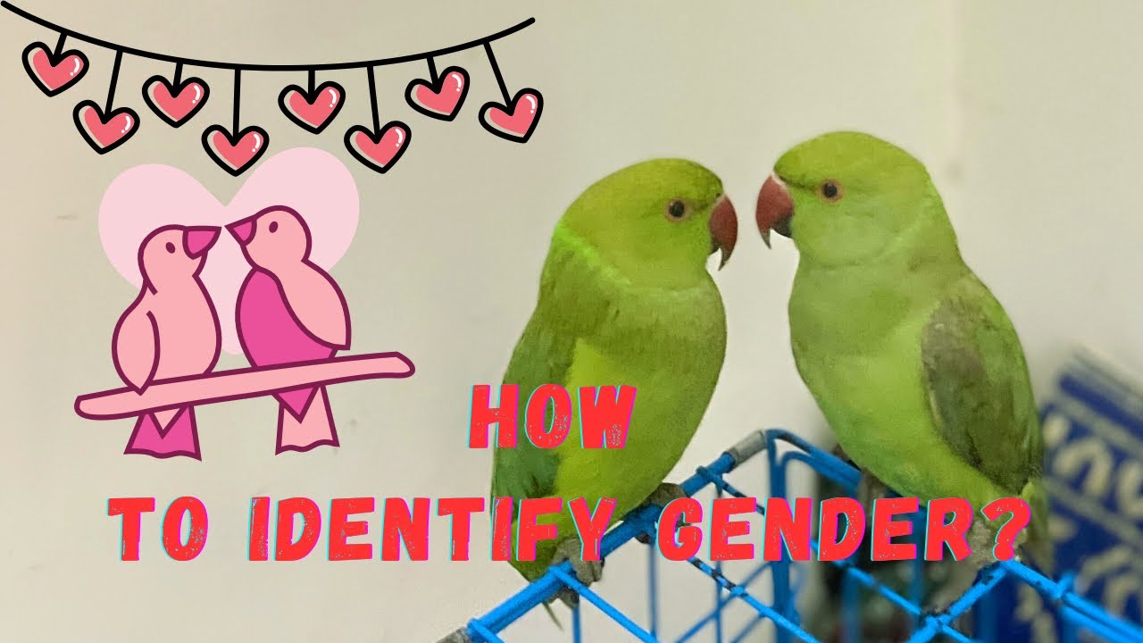 How to identify gender Male or female - YouTube