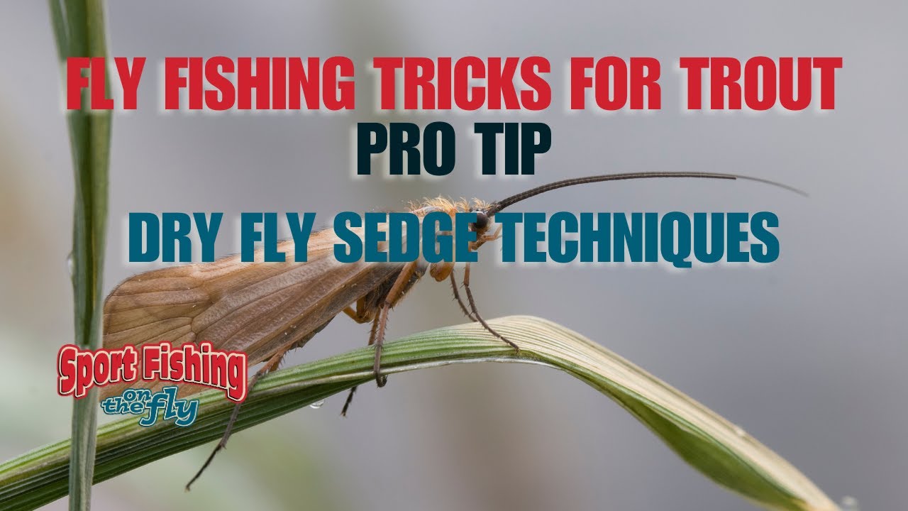 FLY FISHING TRICKS FOR TROUT: PRO TIP - DRY FLY SEDGE TECHNIQUE - YouTube