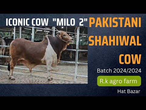 Iconic Cow "Milo" || Beautyfull Pakistani Shahiwal Cow || R.K Agro Farm ...