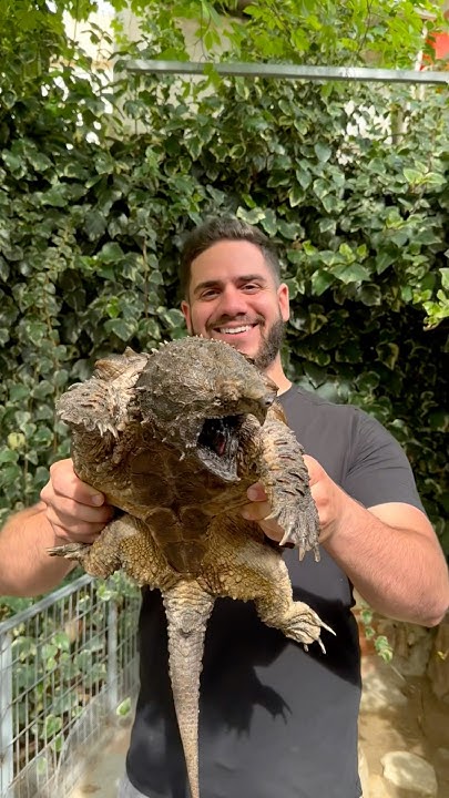 CHECKOUT this prehistoric looking creature the ALLIGATOR SNAPPING ...