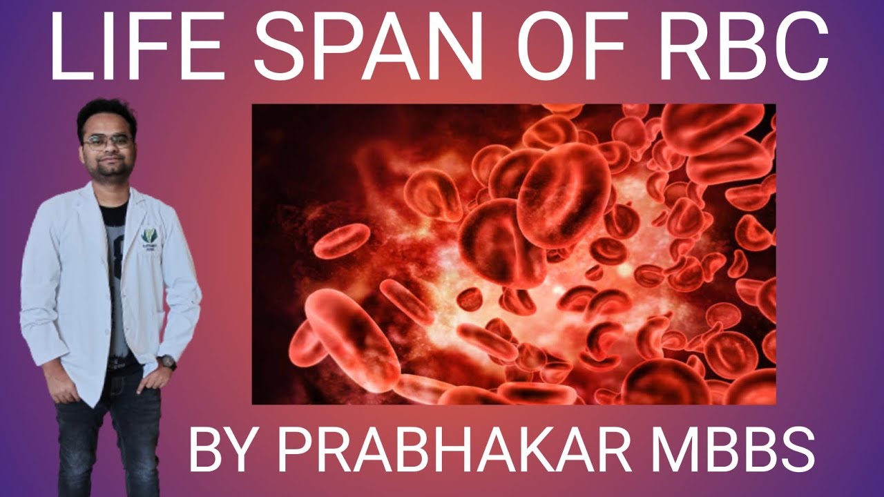 #LIFE SPAN OF RBC#Life span of RBC by Guyton book#Life span of rbc for ...