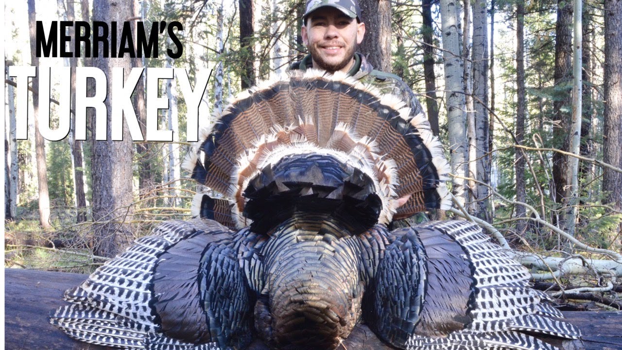 Arizona Merriams Turkey Hunt - YouTube