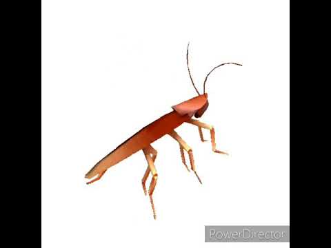 Dancing cockroach 2 - YouTube