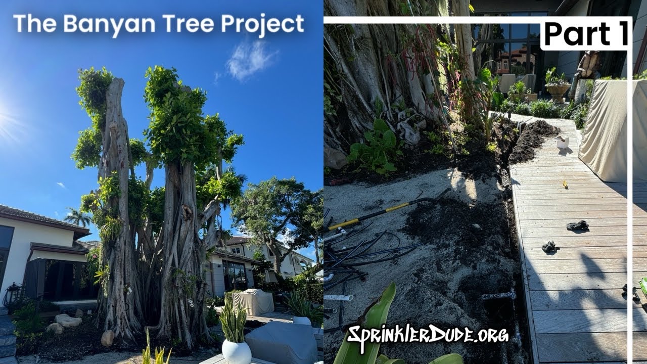 The Banyan Tree Project | Part 1 - YouTube