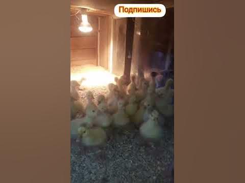 гусики - YouTube