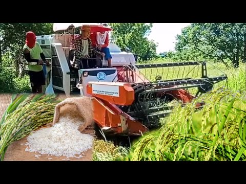 How to Harvest NSIC RC 216 Variety Seed | Machine Operated Harvester ...