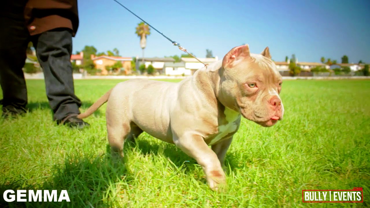 Straight Heat Kennels Exotic Bully's & American Bully's - YouTube