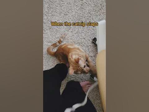 when the catnip hits 👀 - YouTube