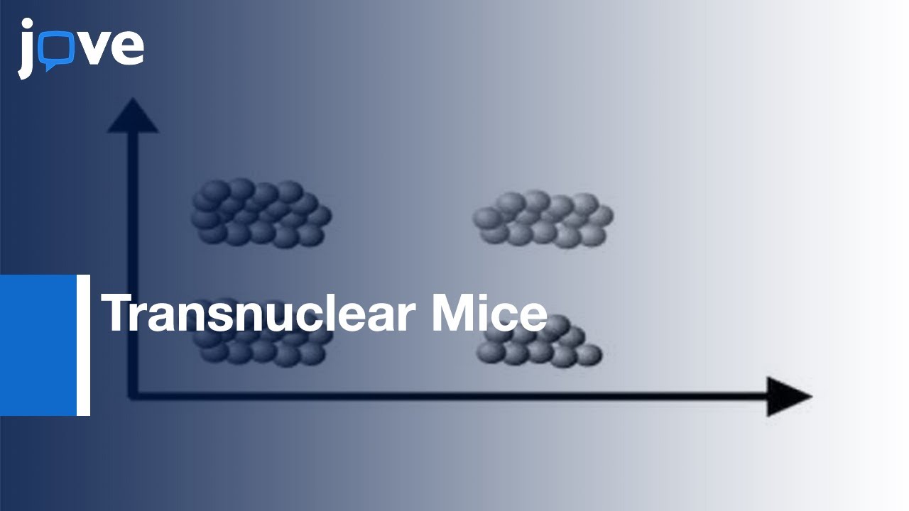 Transnuclear Mice: Pre-Defined T Cell Receptor Specificities Against Tg ...