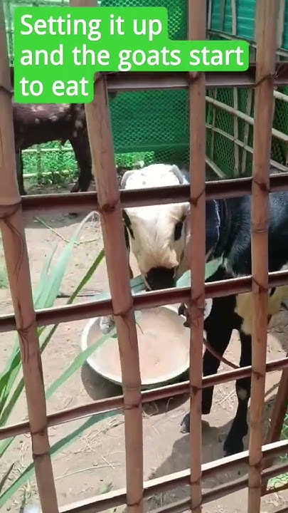 How to feed Super Napier to Goats #shorts #goat - YouTube