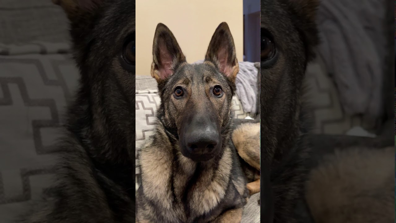 SIRI VOICEOVER SADIE THE SABLE SHEPHERD TIK TOK COMPILATION - YouTube