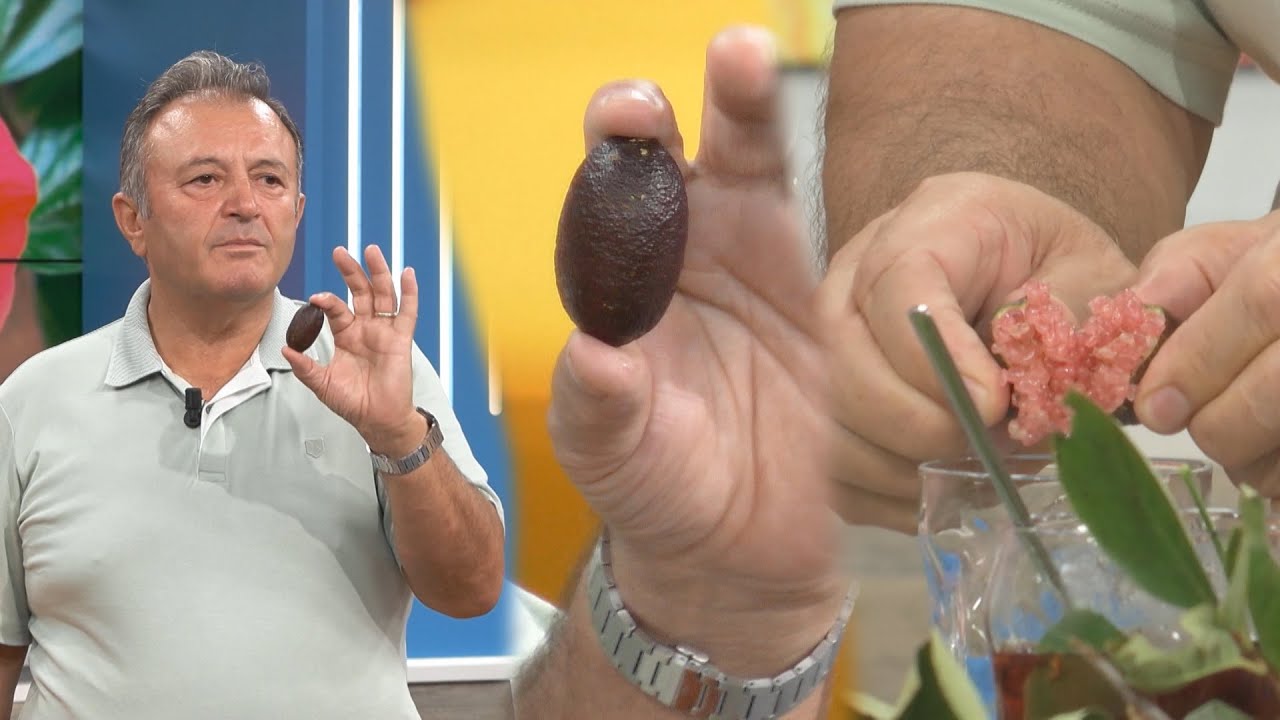 100 euro kilogrami / A keni dëgjuar për limonin havjar? Rritet dhe në ...