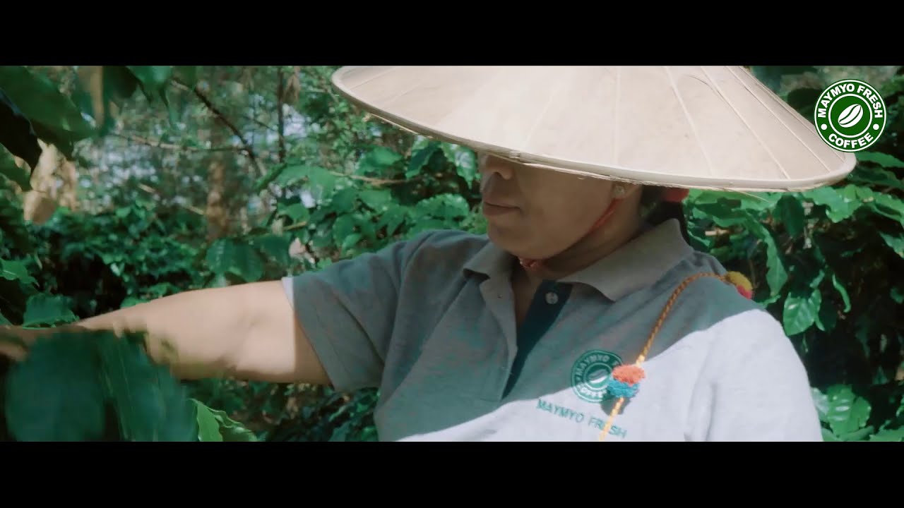 Maymyo Fresh ( Myanmar Local Arabica Premix 3 in 1 COFFEE ) - YouTube