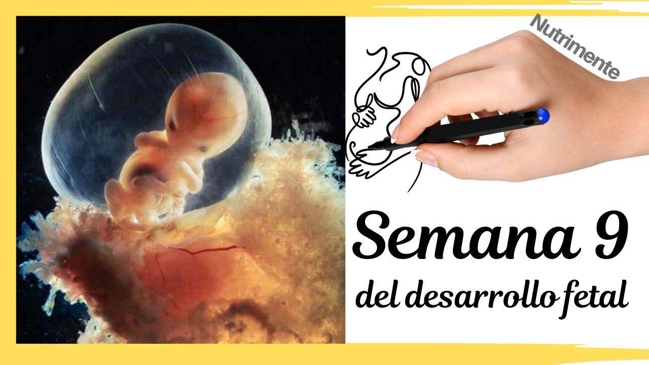 Novena Semana del Desarrollo Fetal Humano o semana 11 desde FUM ...