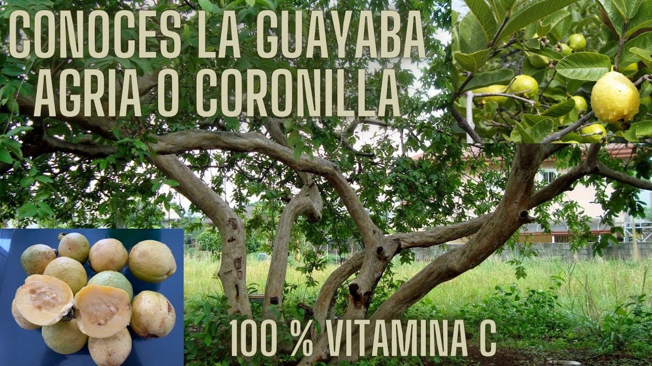 Conoces la Guayaba Agria , esta fruta es la que mas vitamina C contiene ...