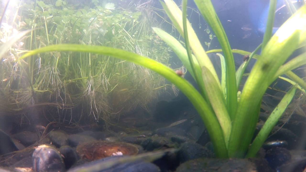 Mook *TEST TEST* rough only. Snail & fish pond life! - YouTube