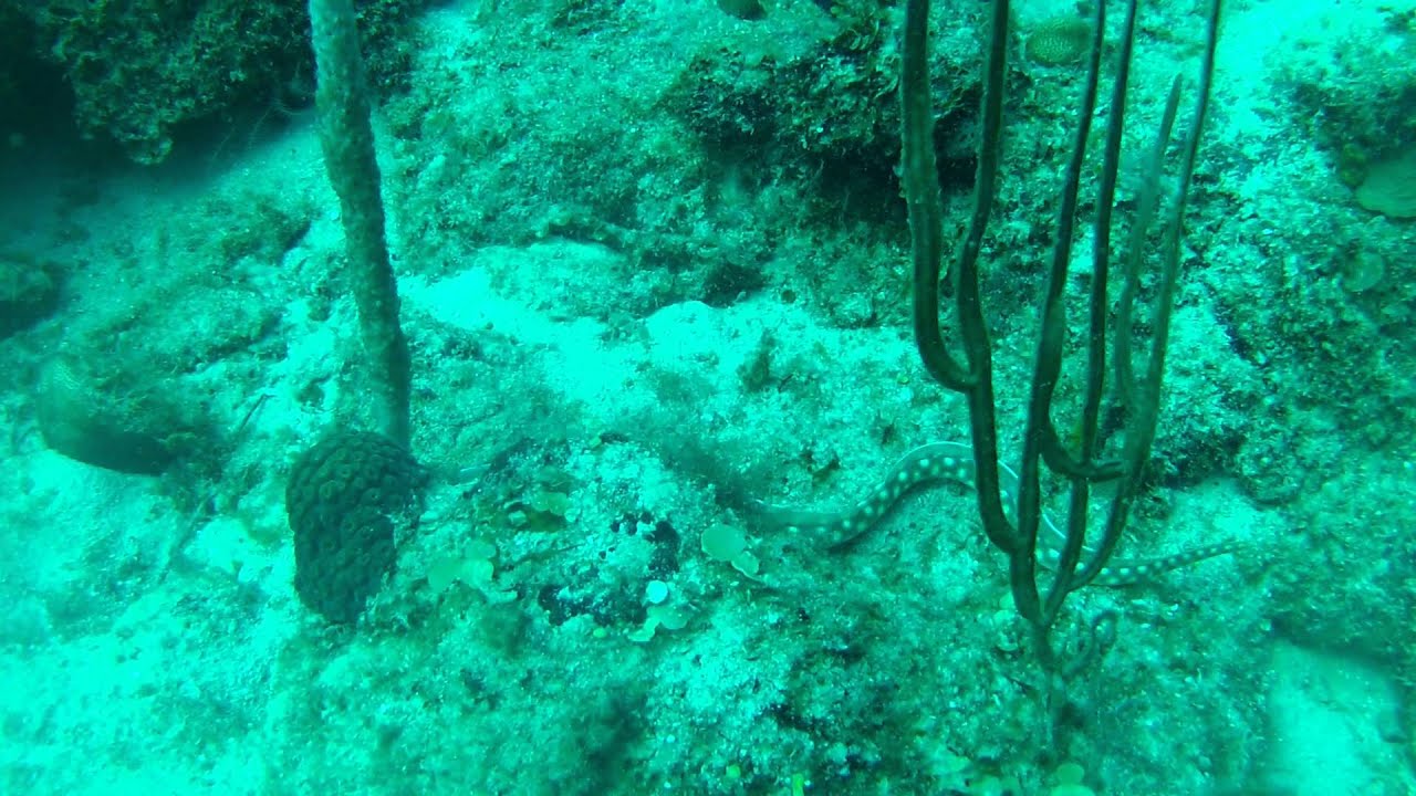 serpent de mer - YouTube