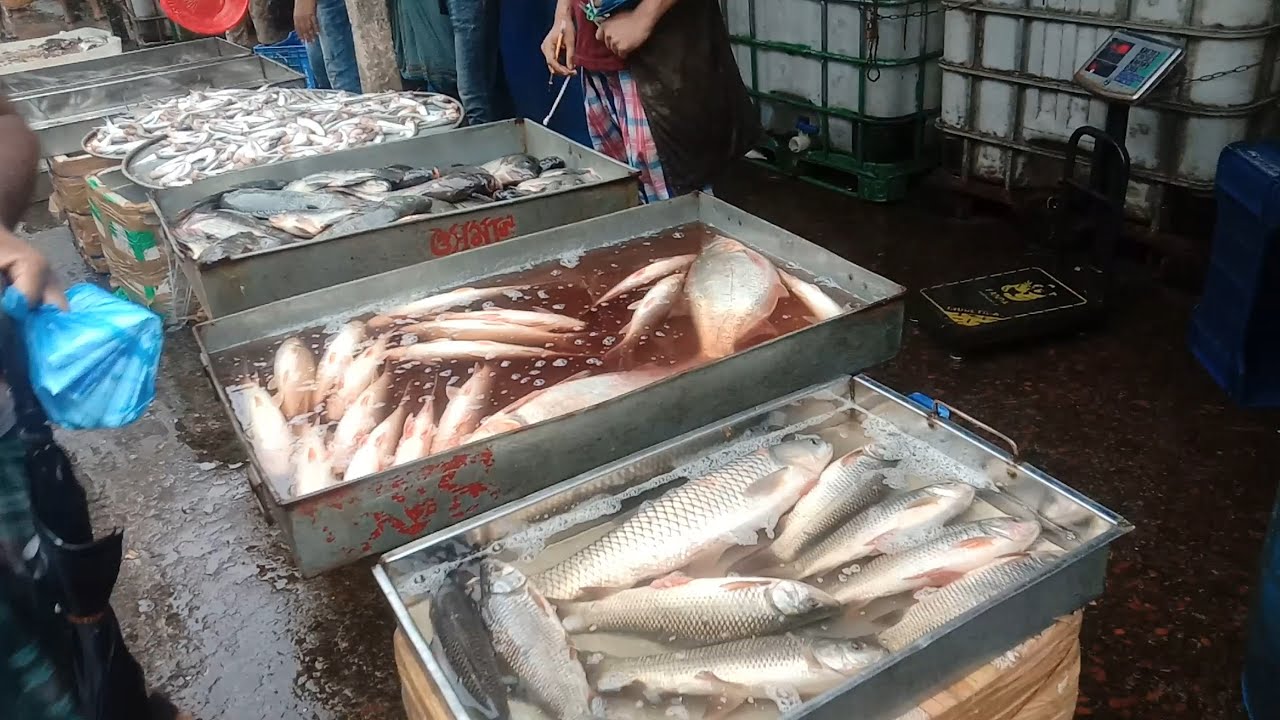 Ultimate Street Side Fish Market of India || Bangladeshi Fish Reviewer ...