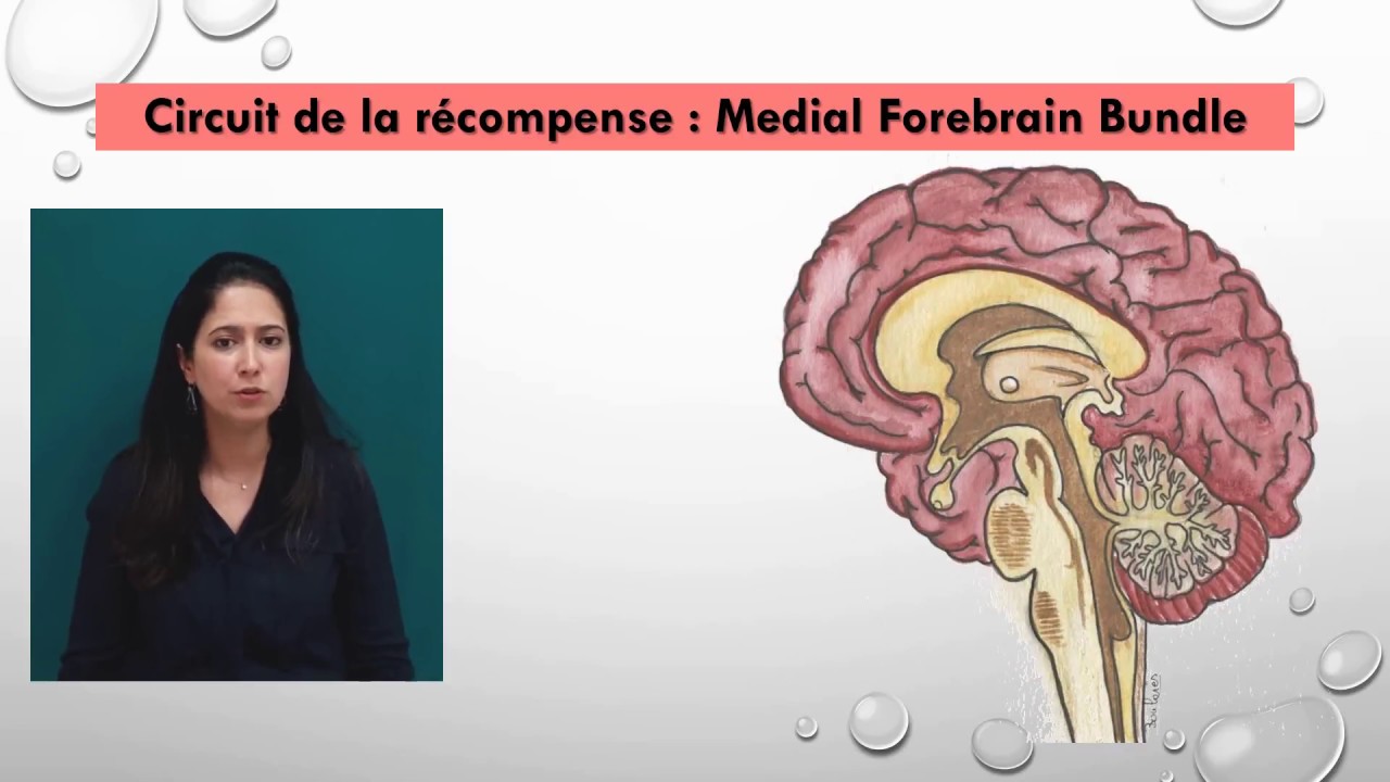 Le circuit de la récompense - YouTube