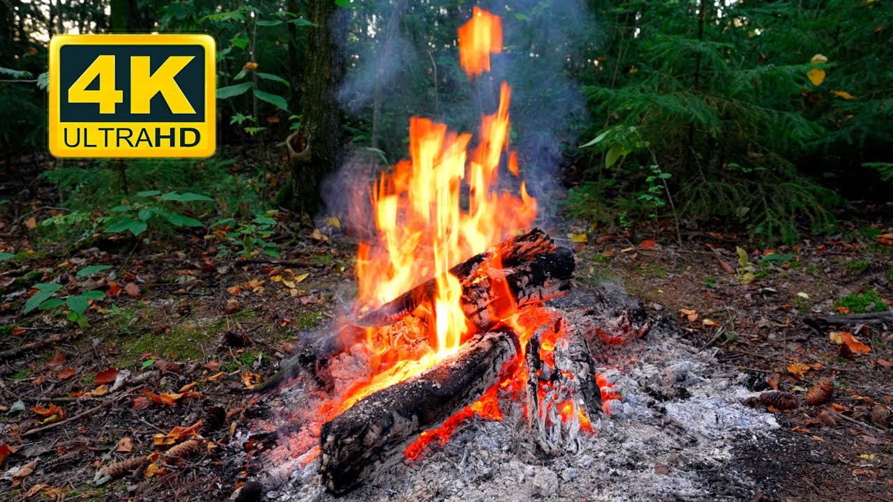 🔥 CAMPFIRE 4K ULTRA HD. Beautiful Autumn Forest and Burning Campfire ...