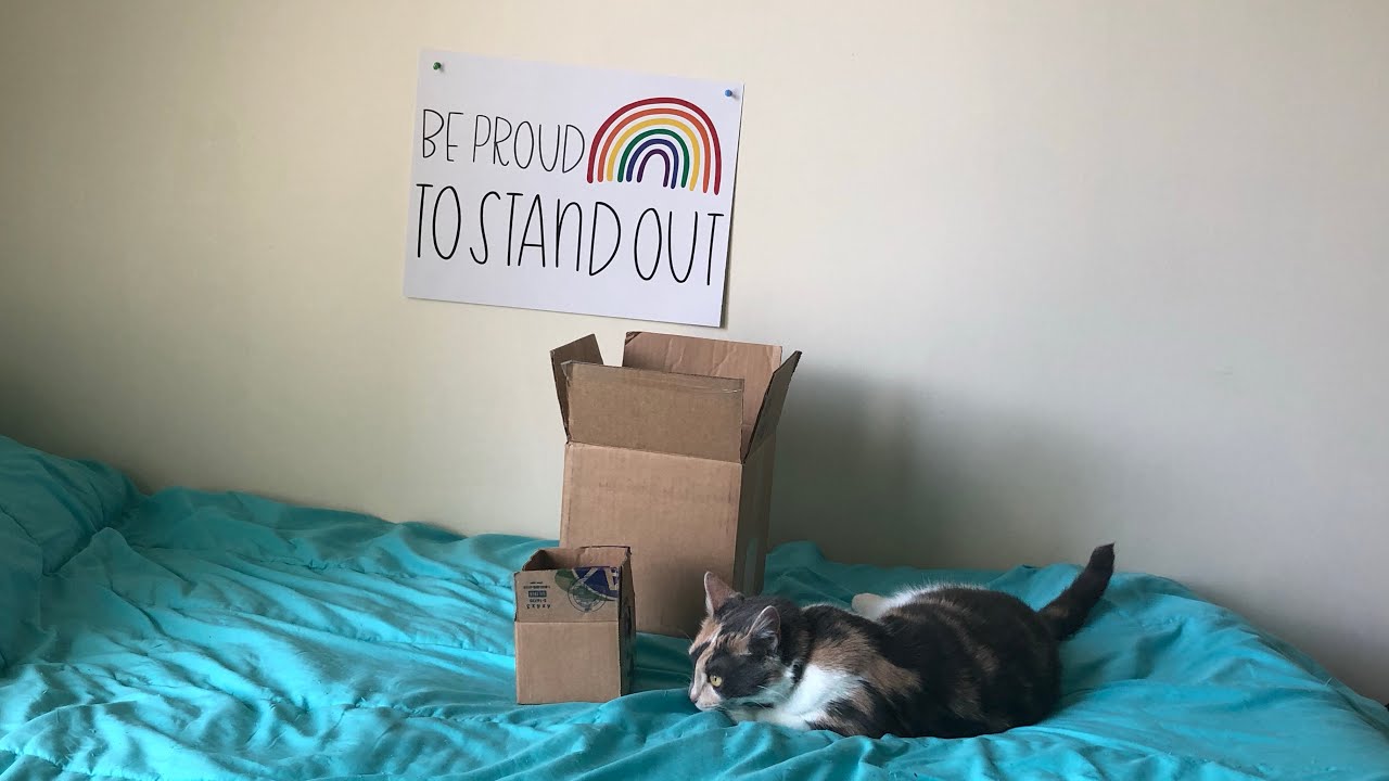 delightful cat exploring boxes and catnip - YouTube