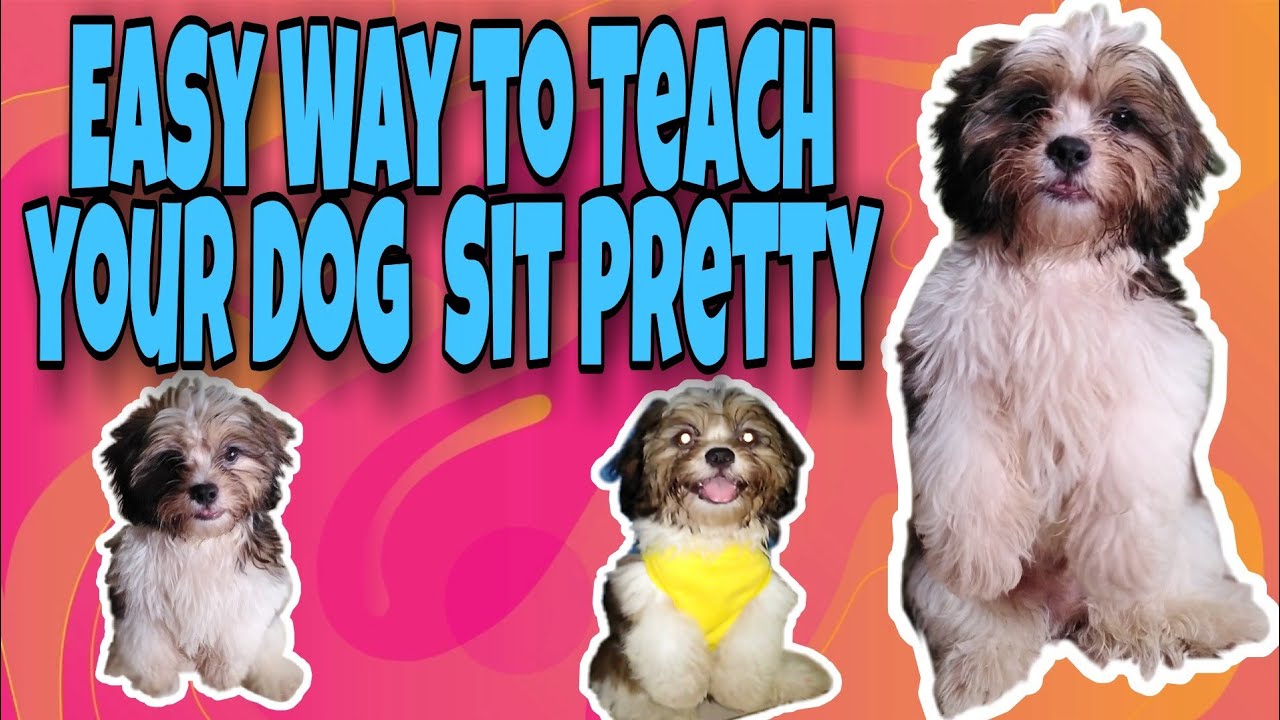 Easy Way to Teach Your Dog to Sit Pretty! Try this | Paano Ituro Ang ...