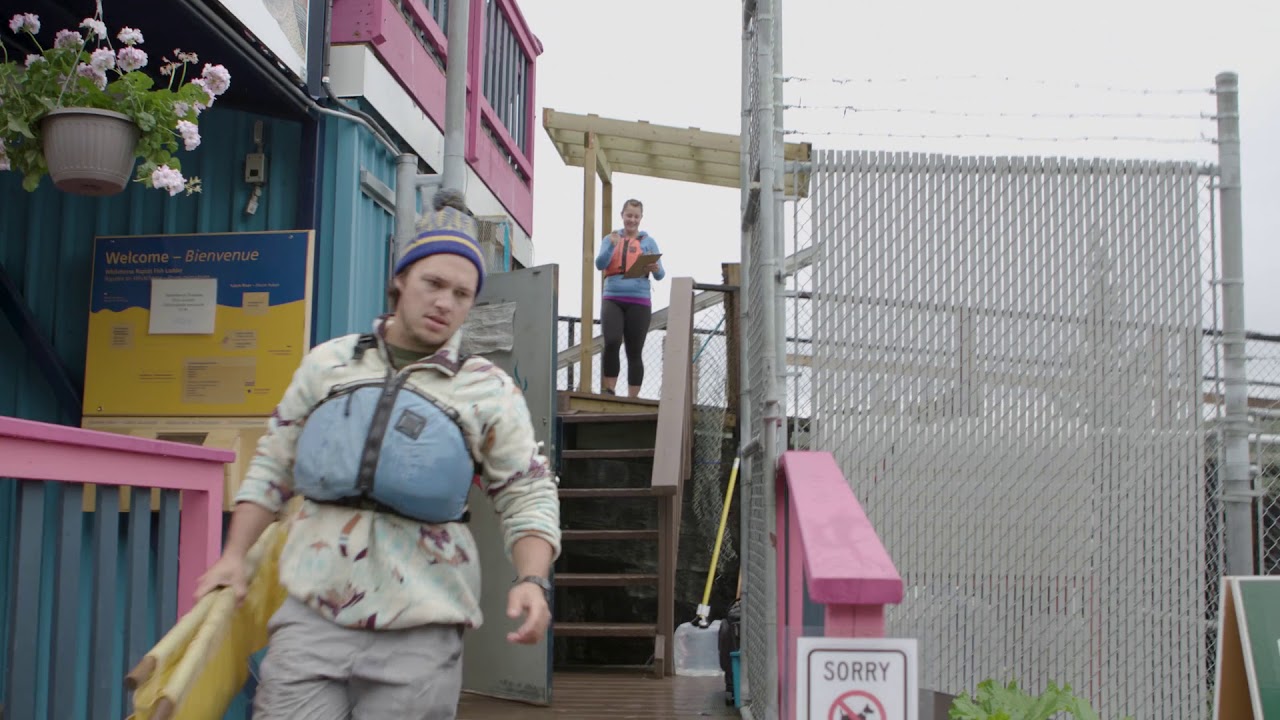 Assessing the Fate of the Yukon Chinook Salmon: Fish Ladder - YouTube