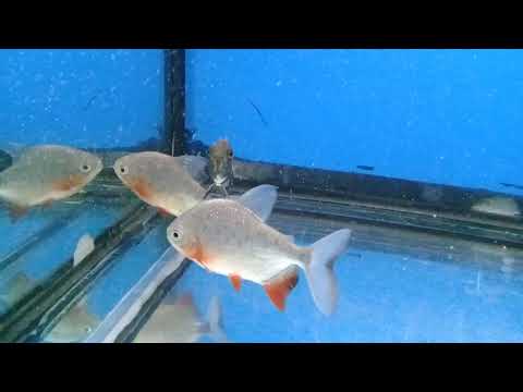 Pirana ve oscar astronot