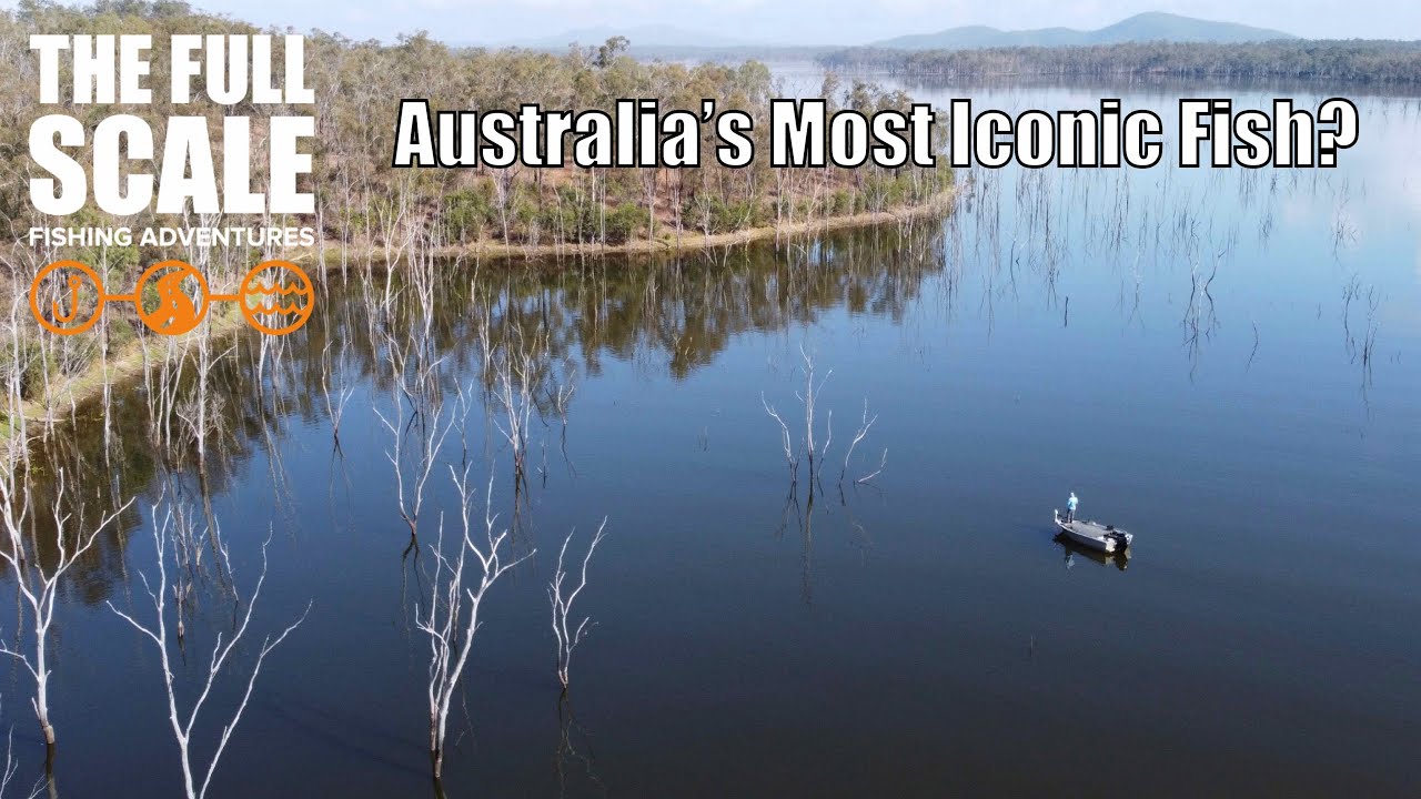 Australia's Most Iconic Freshwater Fish? | The Full Scale - YouTube