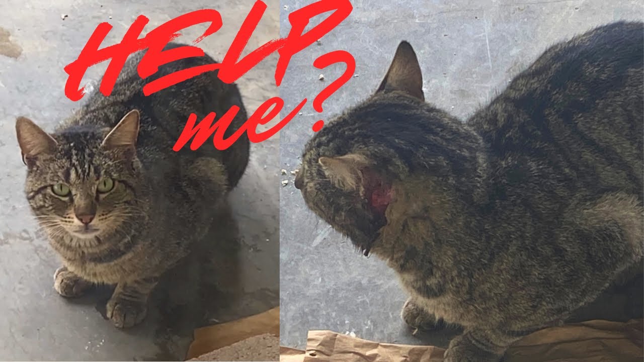 Injured Cat Asks For Help 🥺🐾 - YouTube