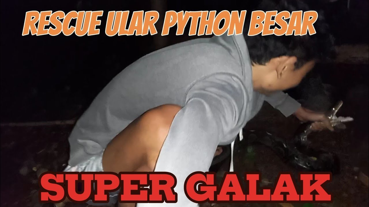 RESCUE ULAR PYTHON BESAR SUPER GALAK - YouTube
