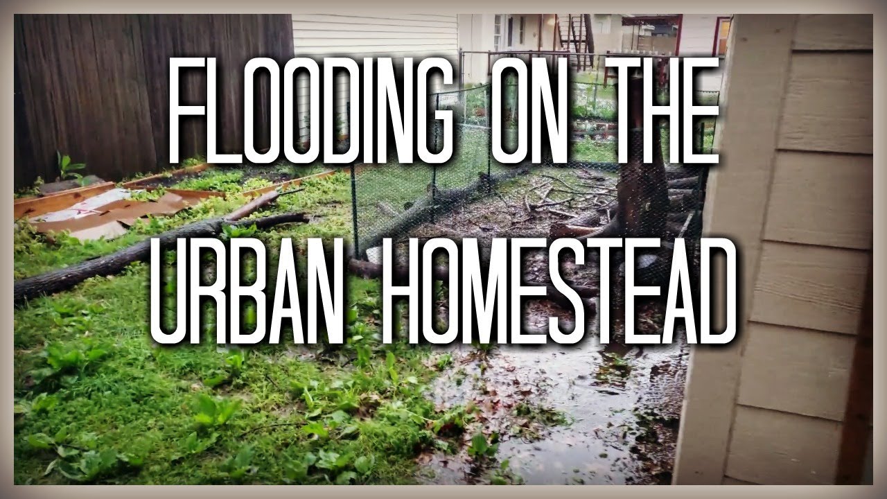 Flash Flooding on the Urban Homestead | HOMESTEAD DREAMING - YouTube